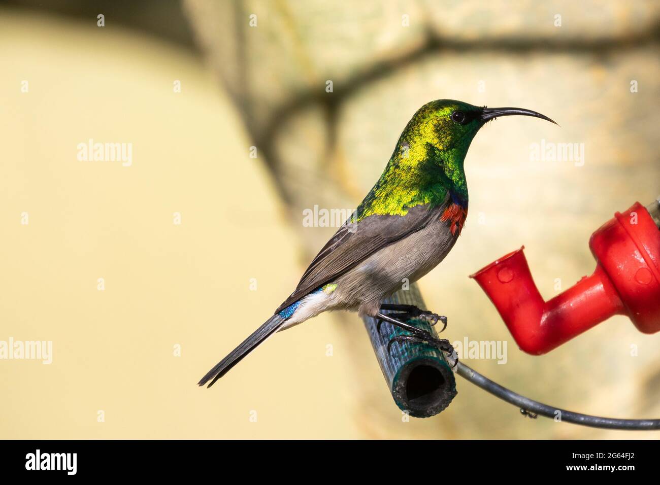 Breeding male Southern Double-collared Sunbird / Lesser Double-collared ...