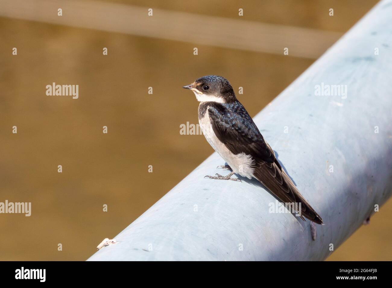 Typical swallows hi-res stock photography and images - Alamy