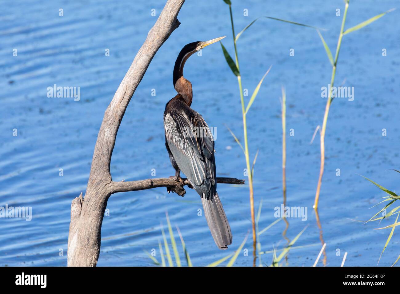African Darter ( Anhinga rufa) breeding plumage perched on branch ...