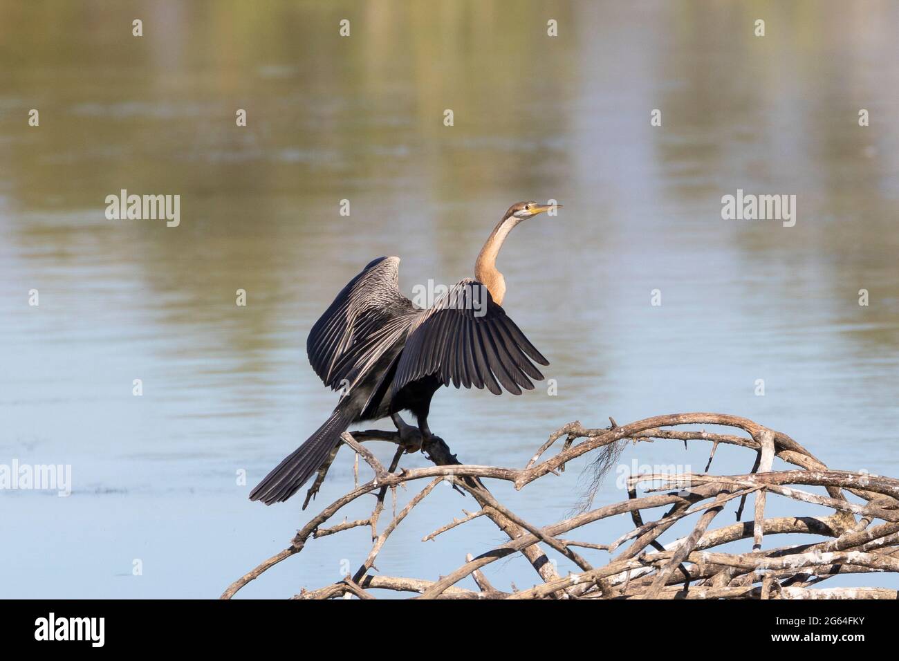 African Darter ( Anhinga rufa) perched on branch drying its wings ...