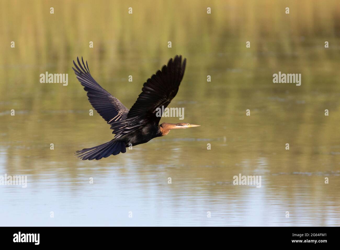 African Darter / Snakebird (Anhinga rufa rufa) flying over Breede River ...