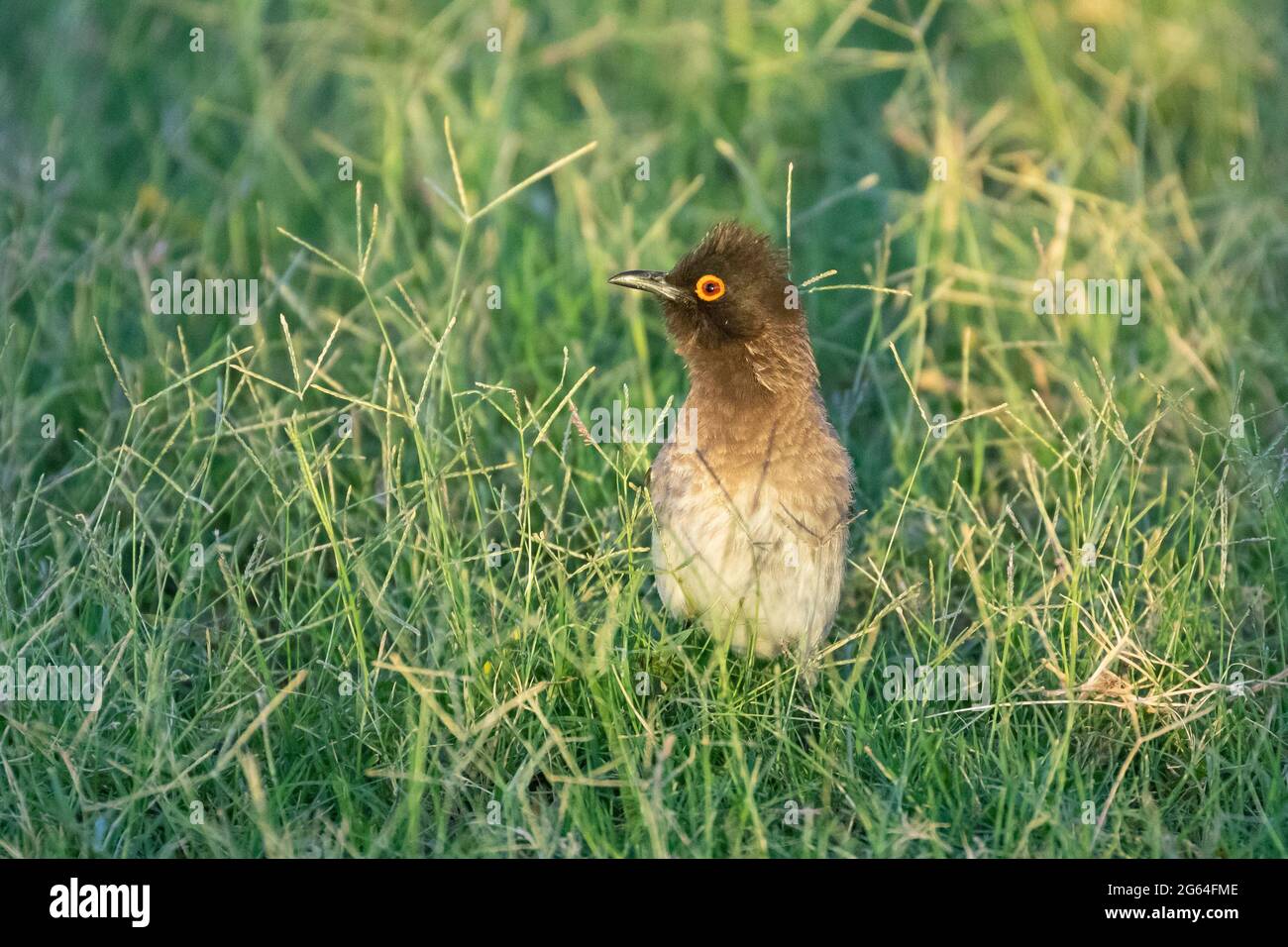African Red-eyed Bulbul (Pycnonotus nigricans) or Black-fronted Bulbul ...