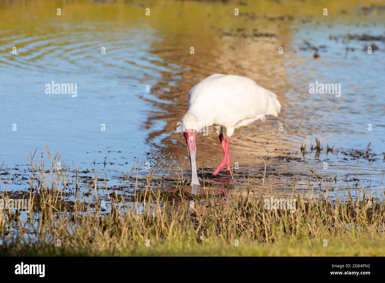 African Spoonbill (Platalea alba), Robertson, Western Cape, South ...