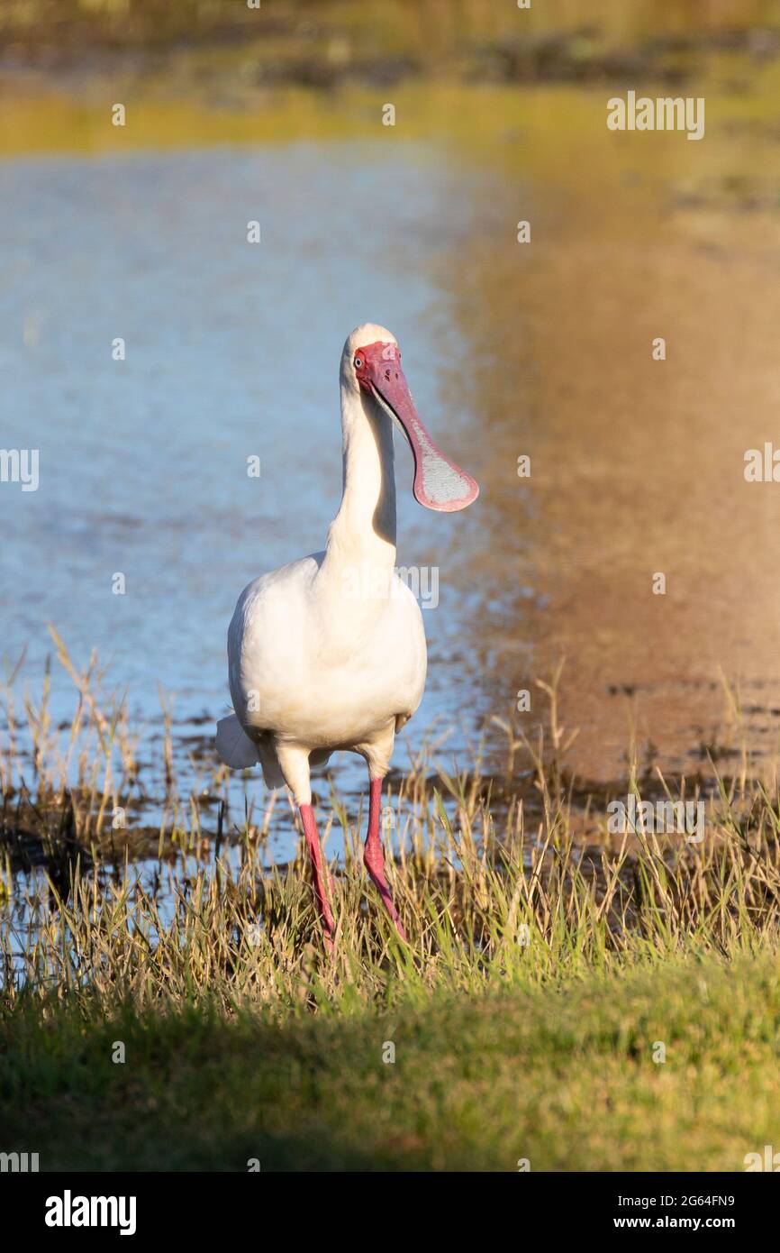 African Spoonbill (Platalea alba), Robertson, Western Cape, South ...