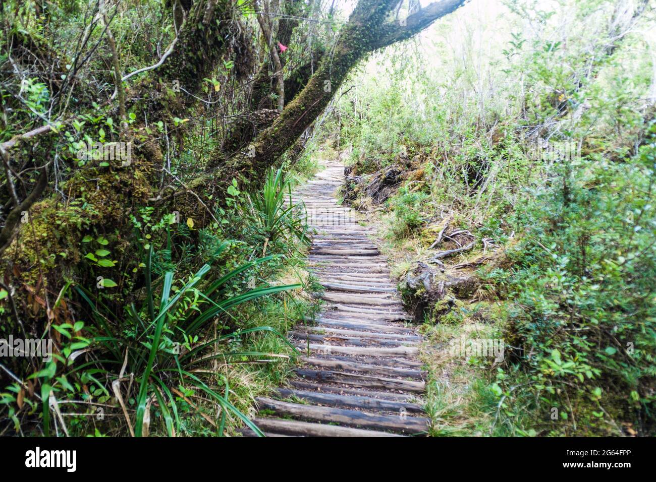 Boardwalk on a trekking trail in a forest in National Park Chiloe ...