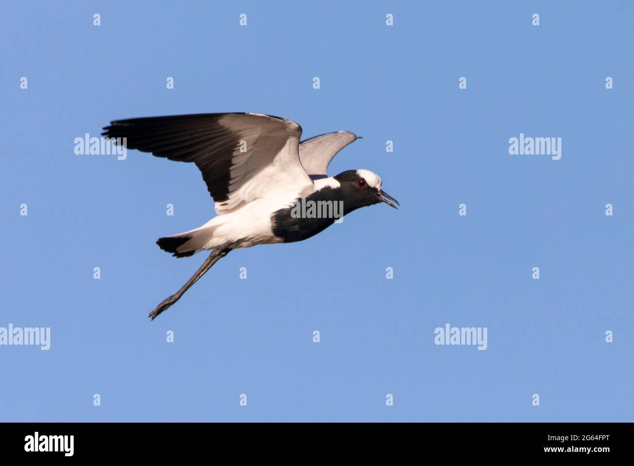 Bird carpal spur hi-res stock photography and images - Alamy