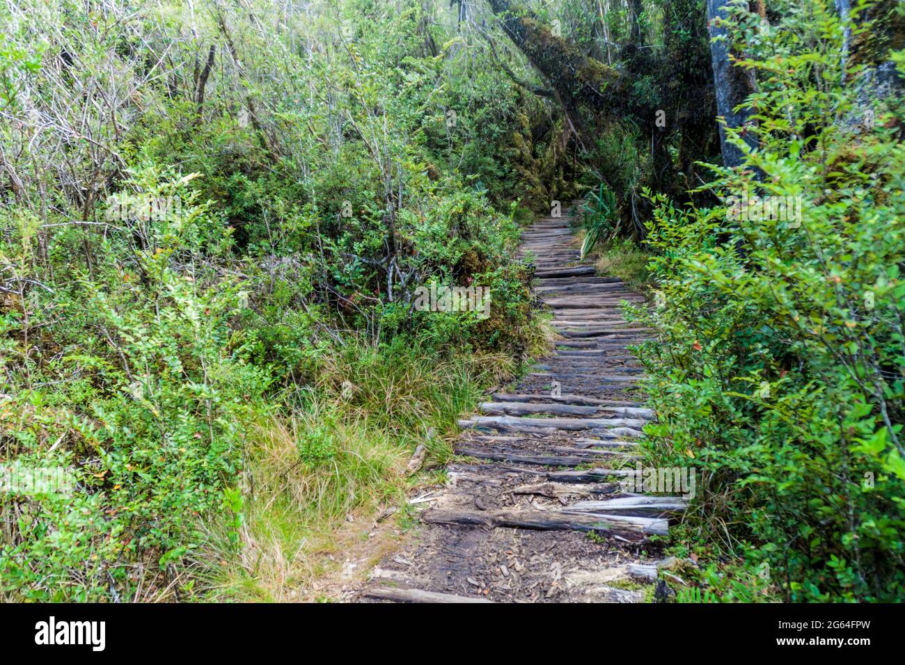 Boardwalk on a trekking trail in a forest in National Park Chiloe ...