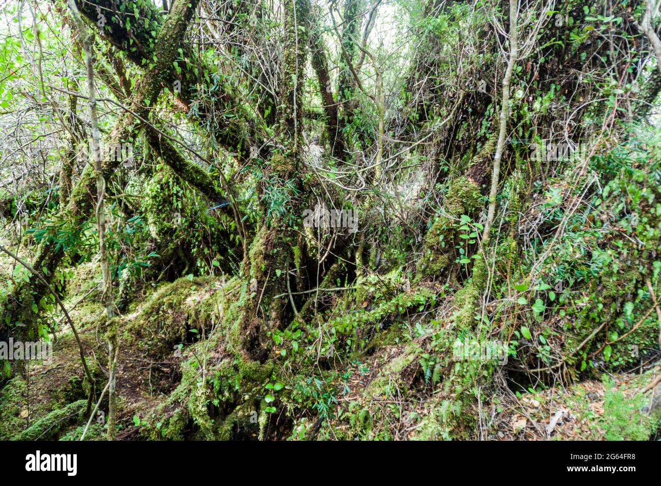 Forest in National Park Chiloe, Chile Stock Photo - Alamy
