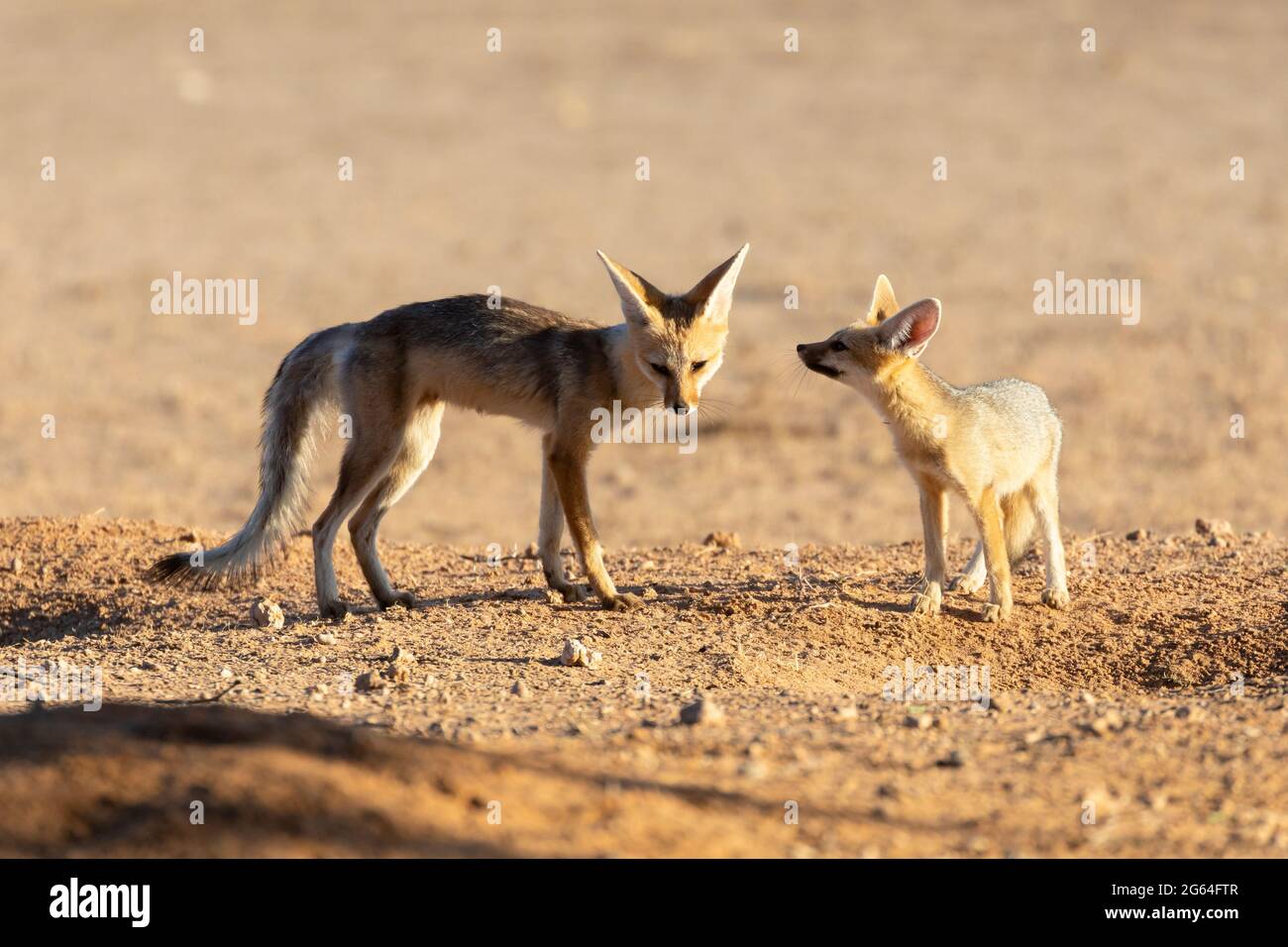 Cape Fox (Vulpes chama) cub with mother at den, aka cama fox or silver ...