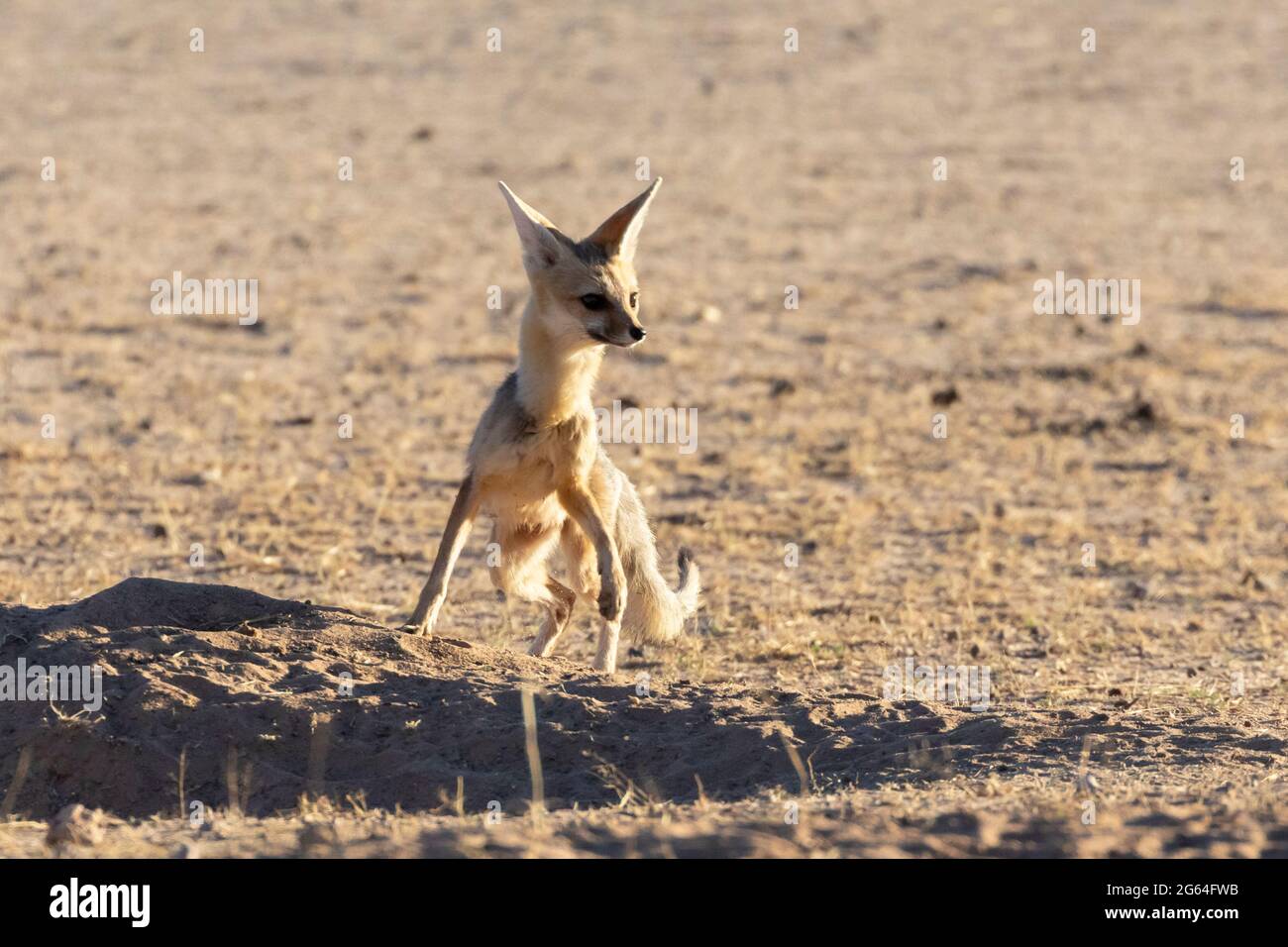 Cape Fox (Vulpes chama) aka cama fox or silver-backed fox, Kgalagadi ...