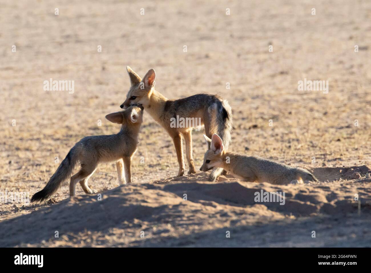 Cape Fox (Vulpes chama) tender moment between pup and vixen aka cama ...