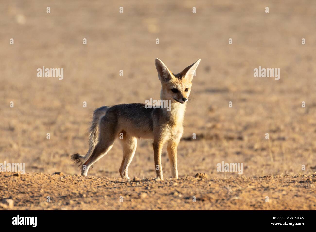 Silver foxes hi-res stock photography and images - Alamy
