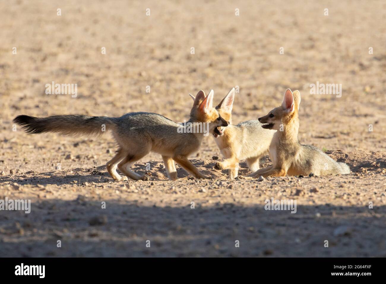 Cape Fox (Vulpes chama) kits, cubs, pups playing at the den at dawn ...