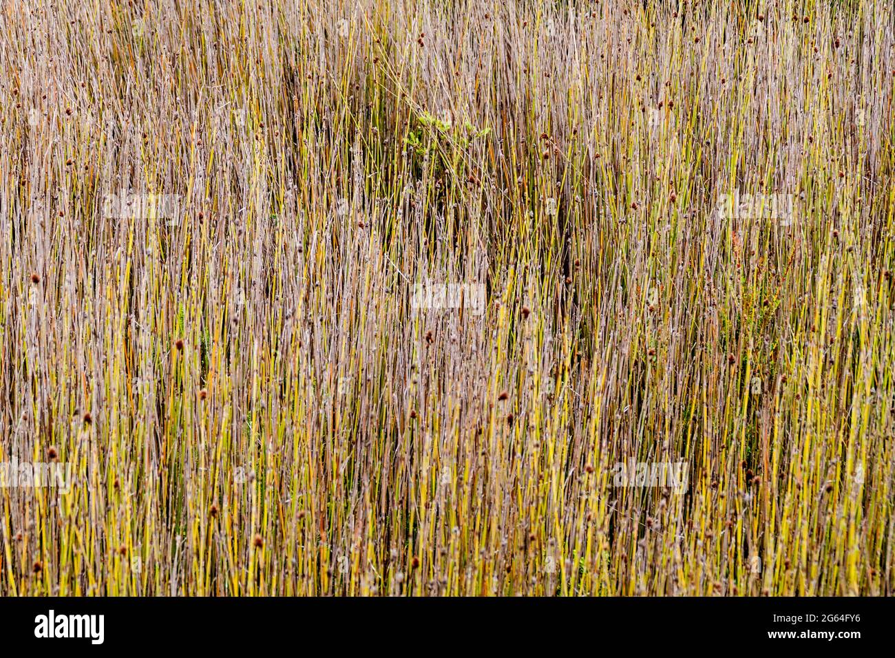 Apodasmia chilensis plant (member of family Restionaceae) in National ...