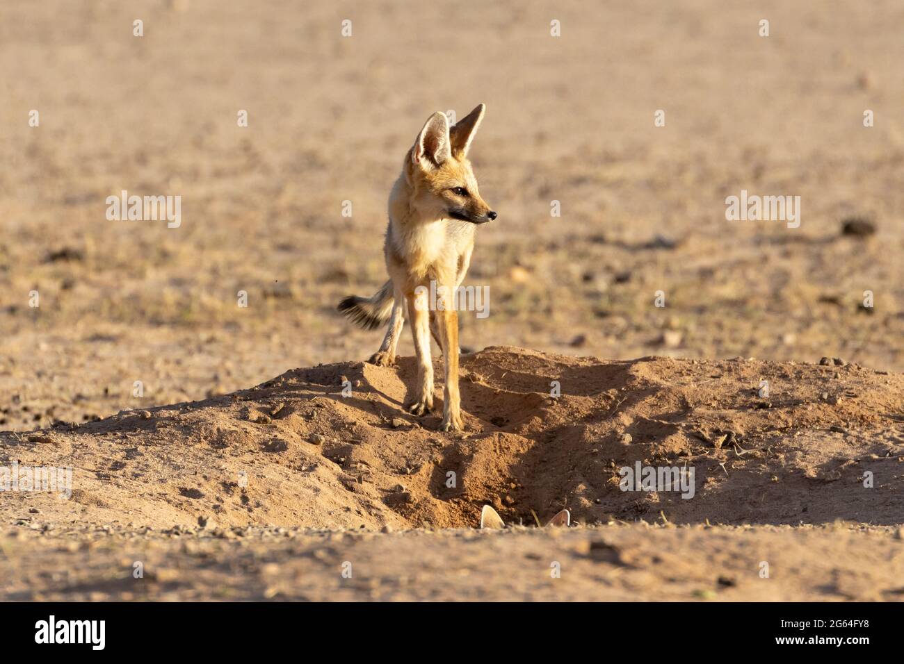Cape Fox vixen (Vulpes chama) at entrance to de at dawn, , aka cama fox ...