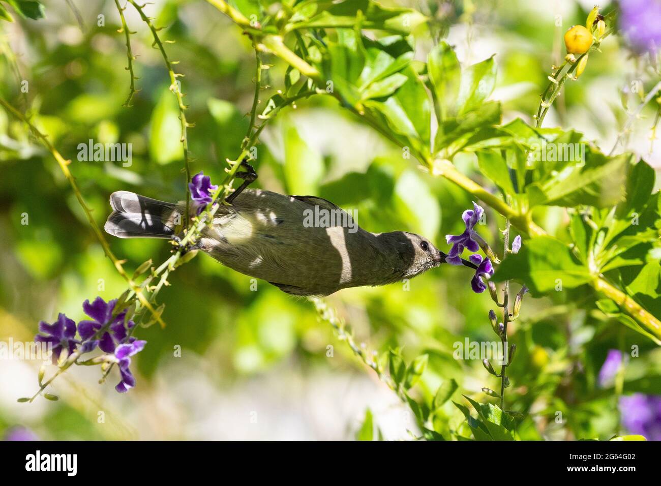 Female Southern Double-collared Sunbird (Cinnyris chalybeus chalybeus ...