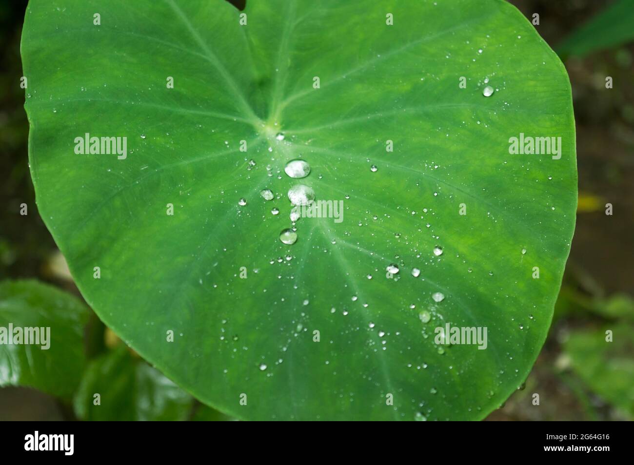 Fresh Green New Taro Colocasia Elephant Ear Plants or Arbi Leaf with ...