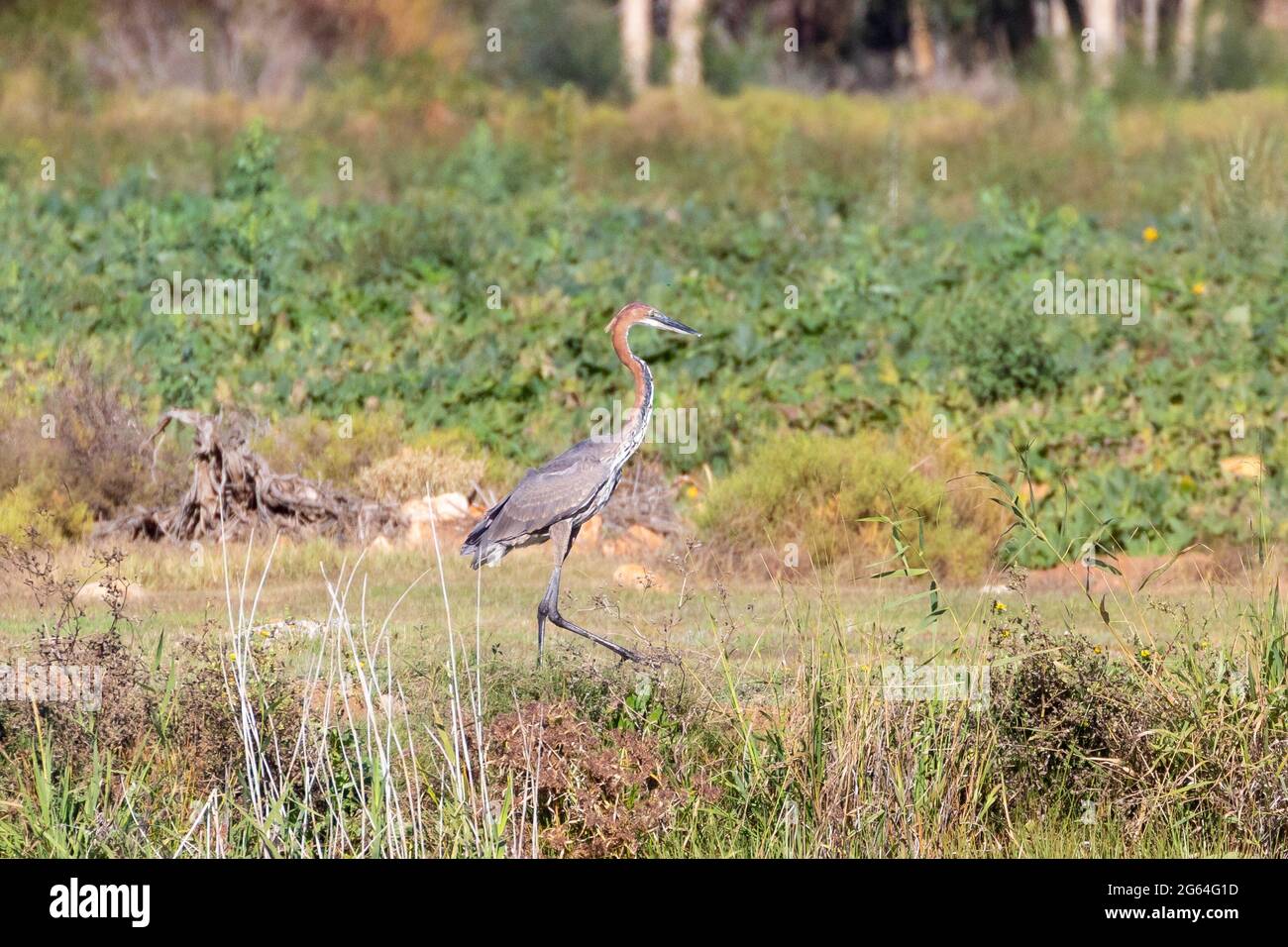 Giant Heron High Resolution Stock Photography and Images - Alamy