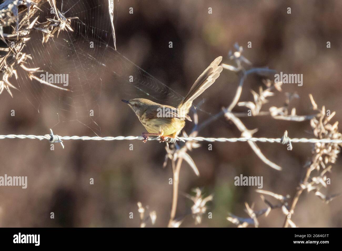 Karoo Prinia (Prinia maculosa) perched on wire gleaning insects off a ...