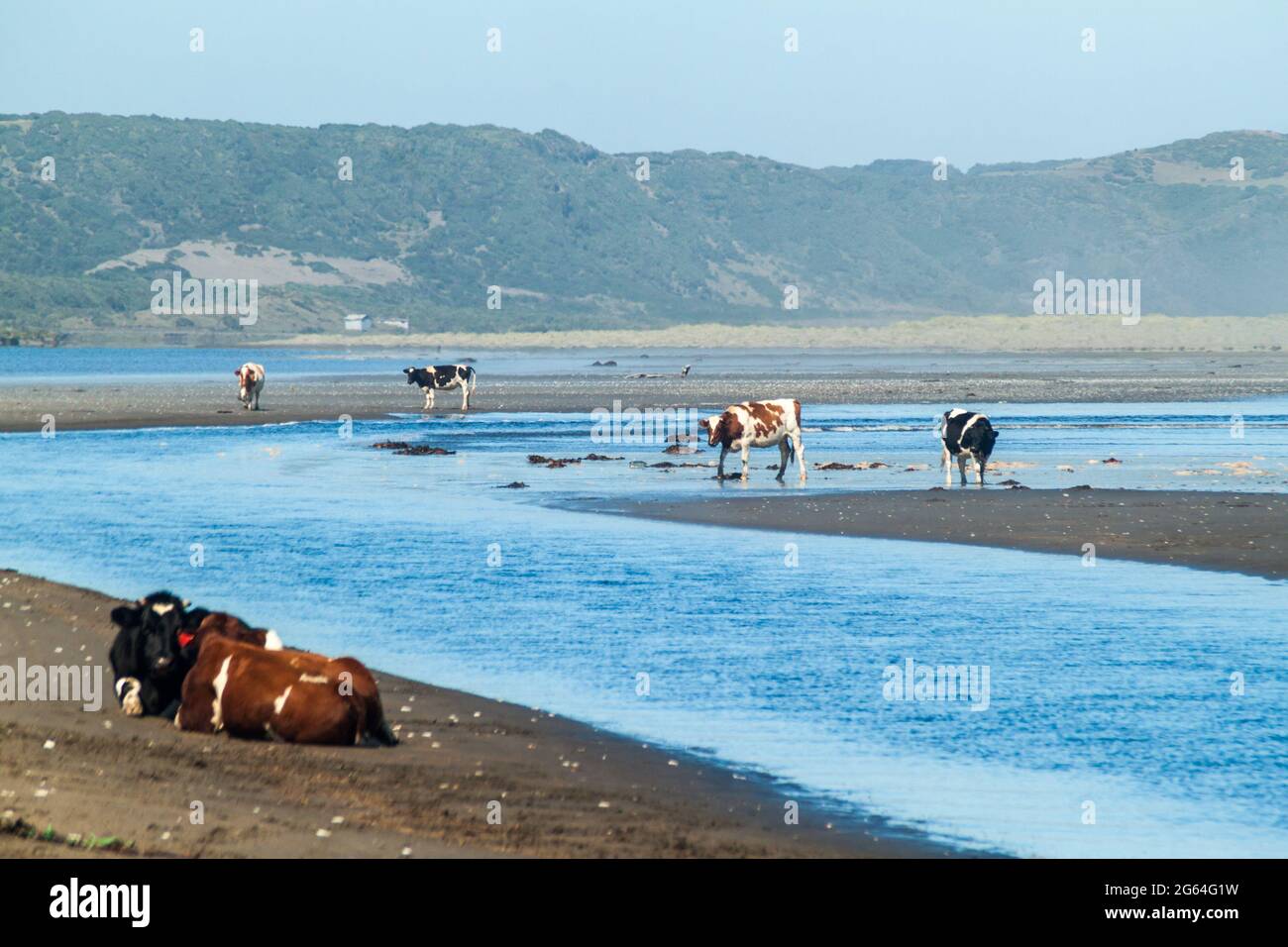 Cows on the beach of hi-res stock photography and images - Alamy