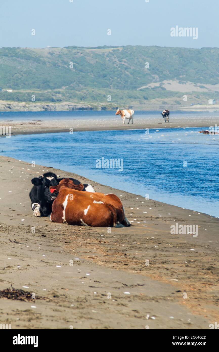 Cows on the beach of hi-res stock photography and images - Alamy