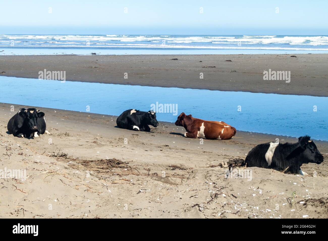 Cows on a beach in Chiloe National Park, Chile Stock Photo - Alamy