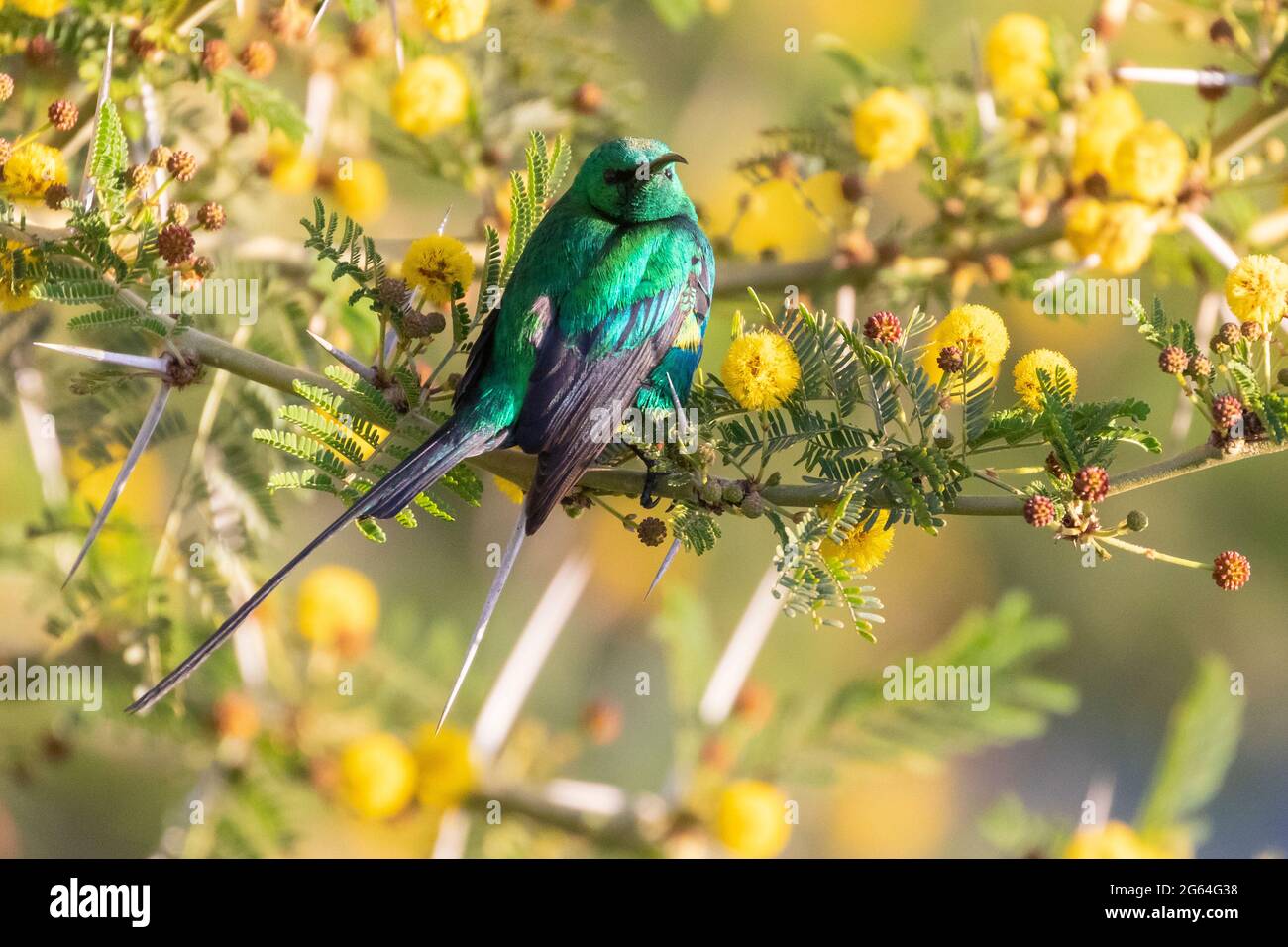 Malachite Sunbird breeding male displaying yellow pectoral tufts ...