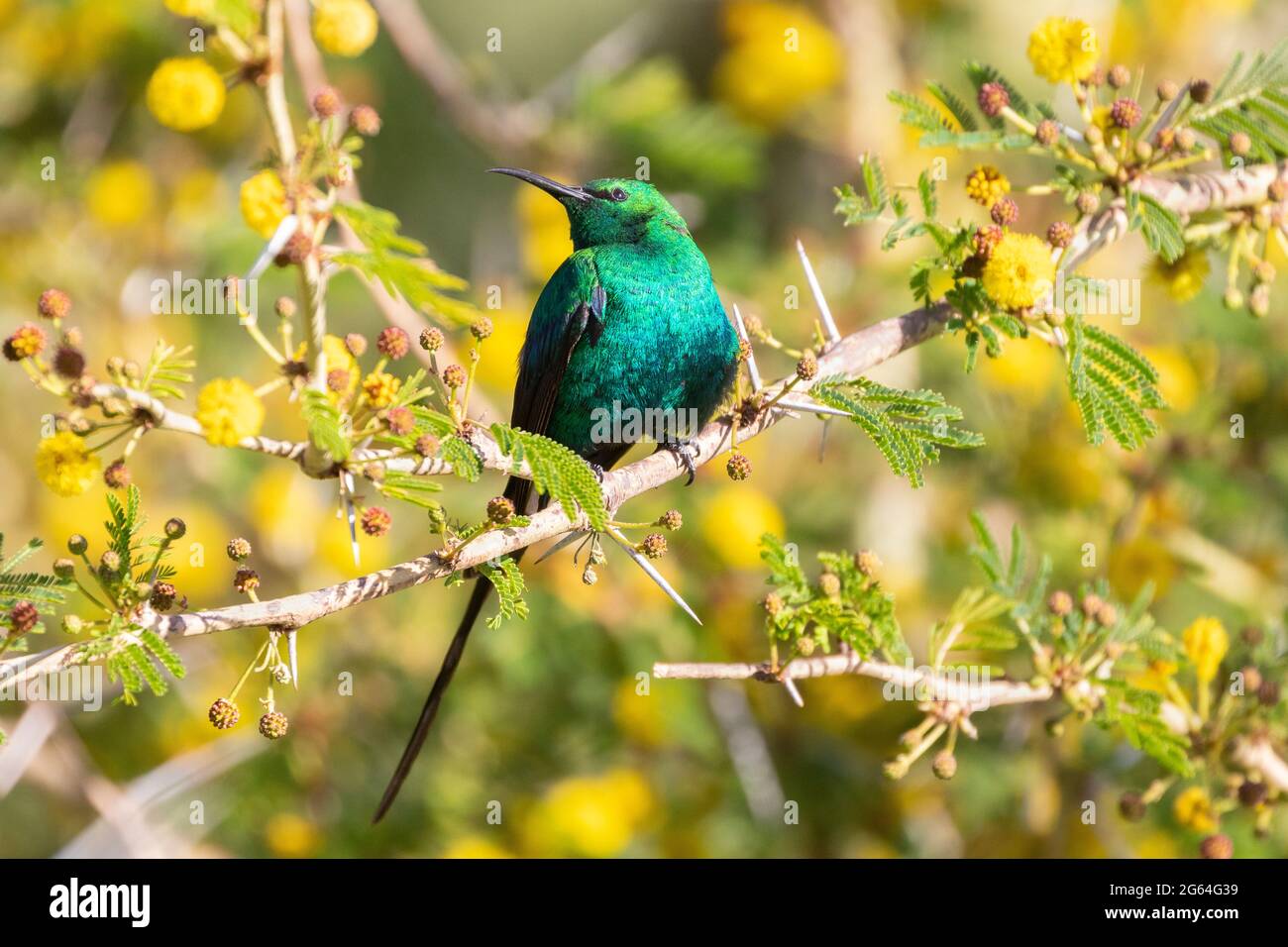 Malachite Sunbird breeding male (Nectarinia famosa) aka Yellow Tufted ...
