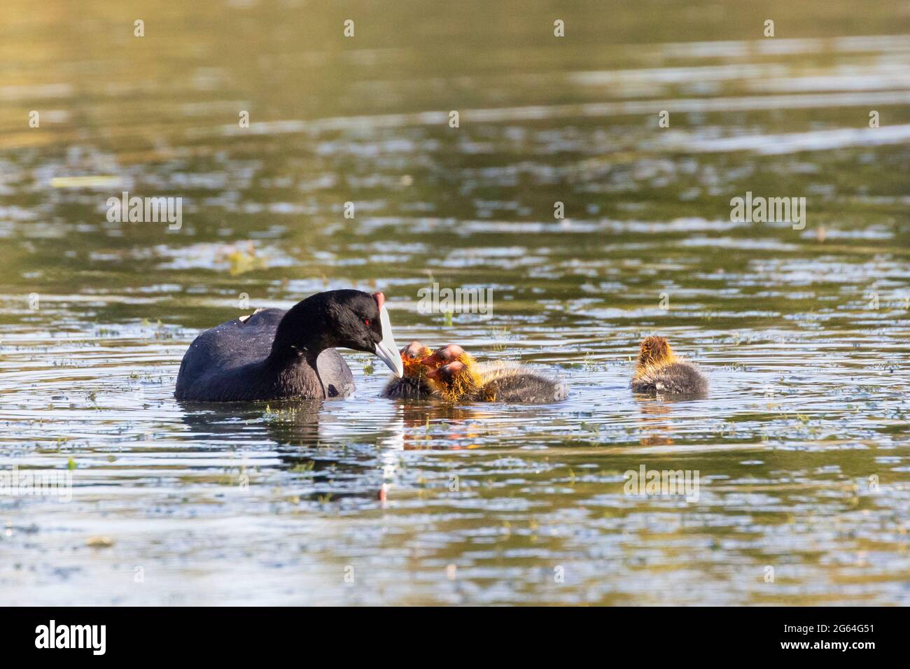 Red-knobbed Coot / Crested Coot (Fulica cristata) adult feeding chicks ...