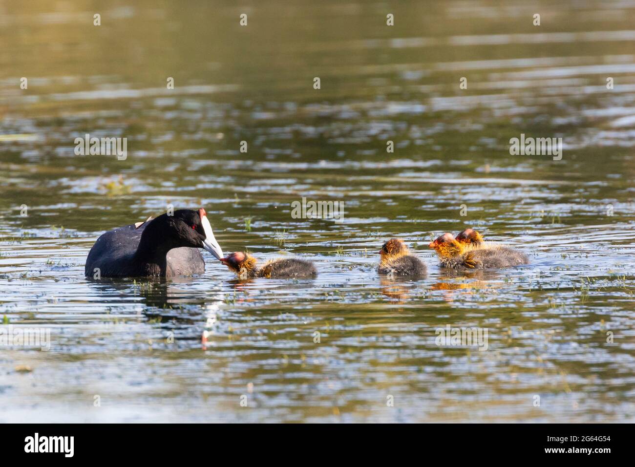 Red-knobbed Coot / Crested Coot (Fulica cristata) adult feeding chicks ...