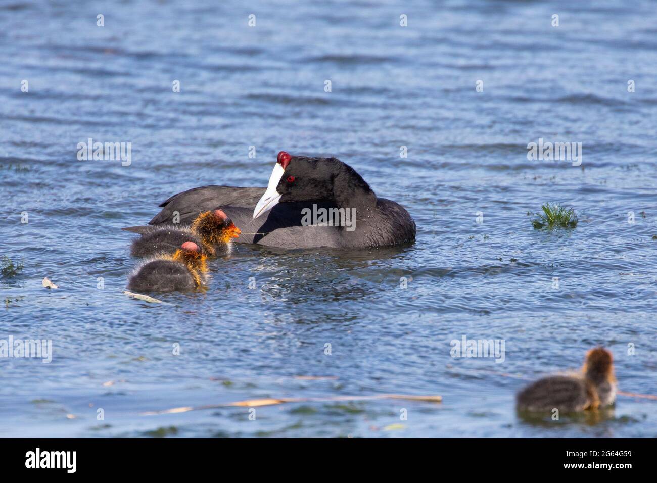 Red-knobbed Coot / Crested Coot (Fulica cristata) adult feeding chicks ...