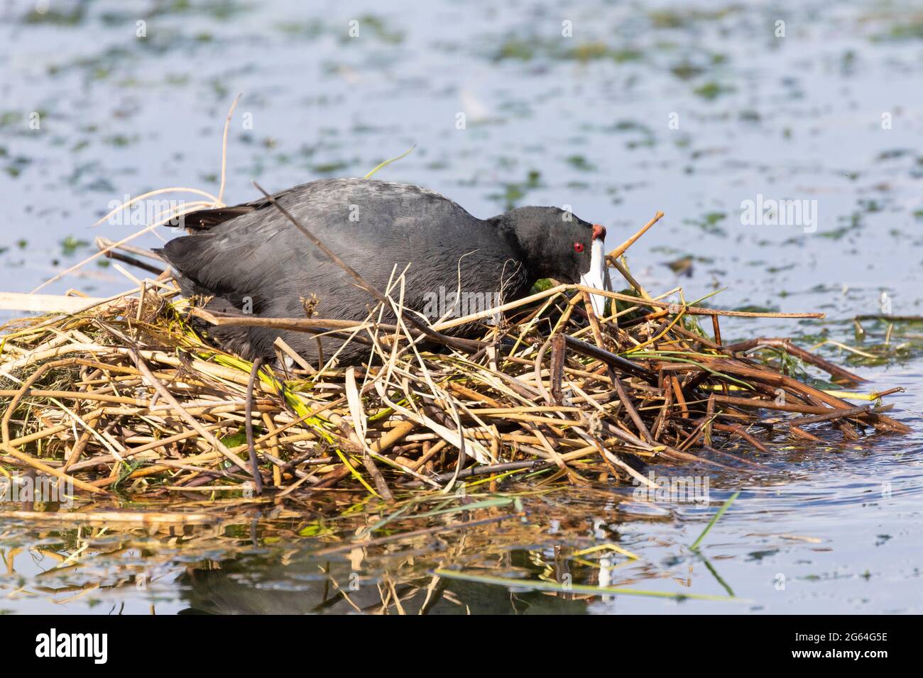 Red-knobbed Coot / Crested Coot (Fulica cristata) breeding adult at the ...