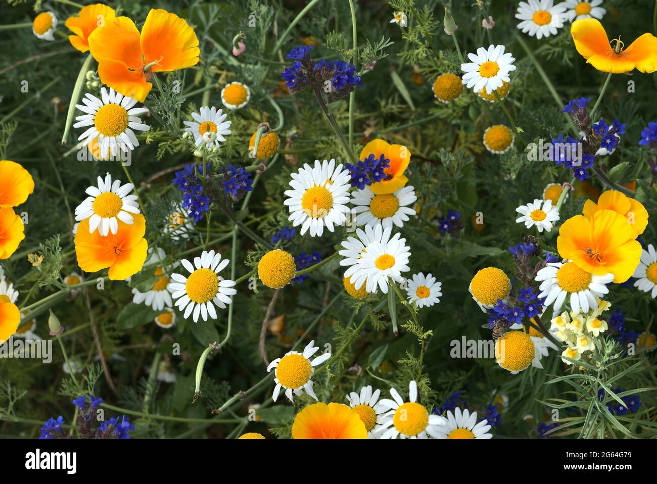 Spring color mix hi-res stock photography and images - Alamy