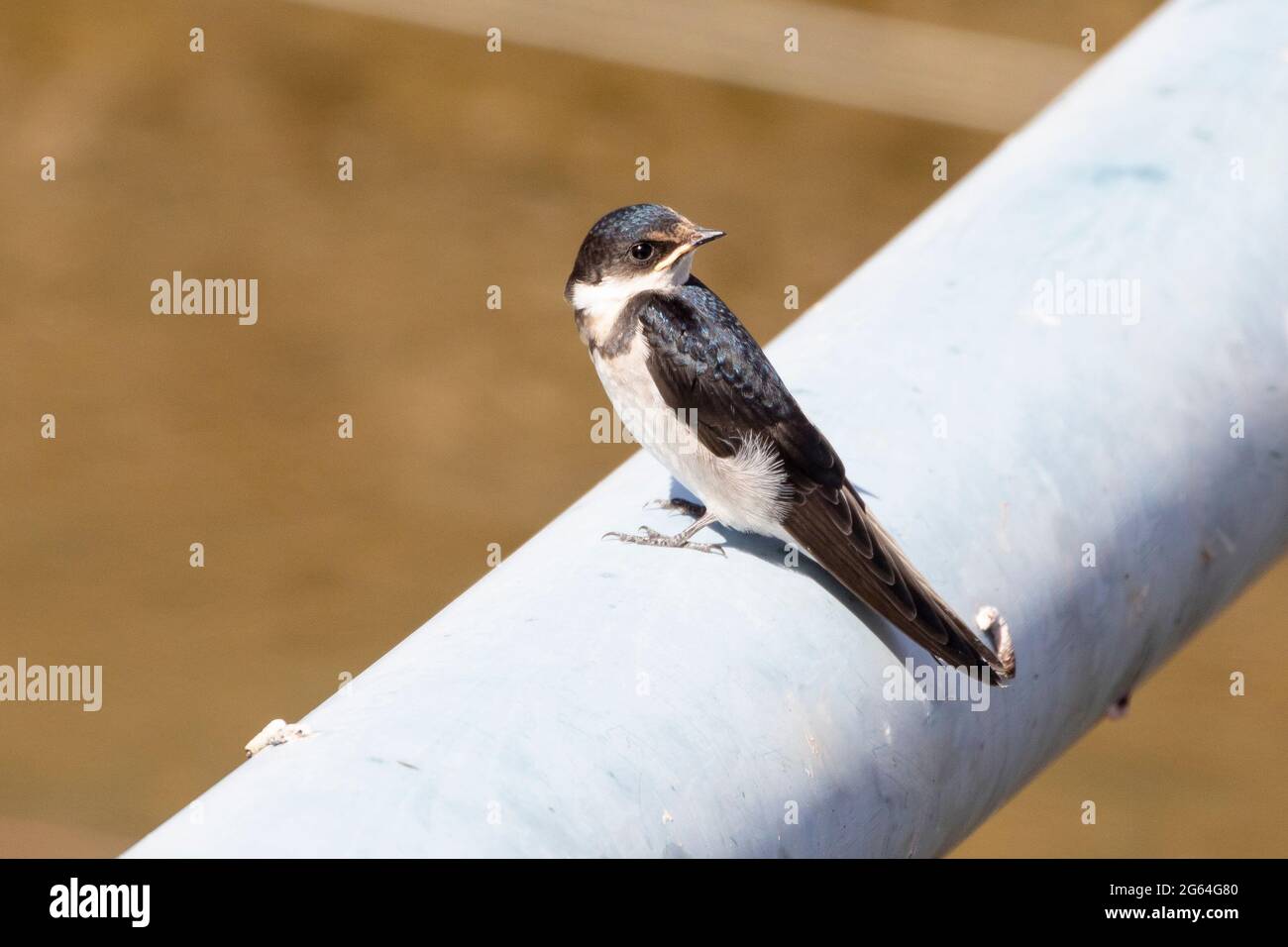 Typical swallows hi-res stock photography and images - Alamy