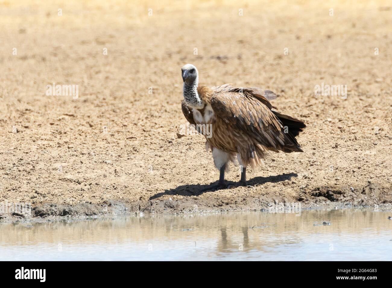 White-backed Vulture (Gyps africanus) at a waterhole, Kalahari ...