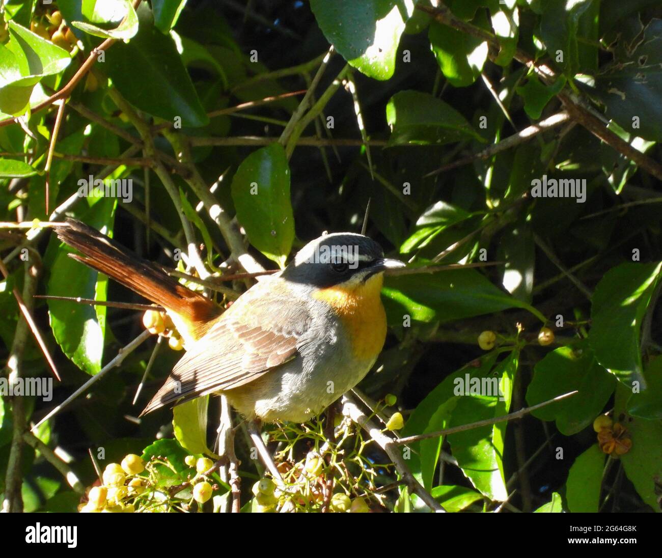 A cape robin-chat isolated in the wilderness of South Africa Stock ...