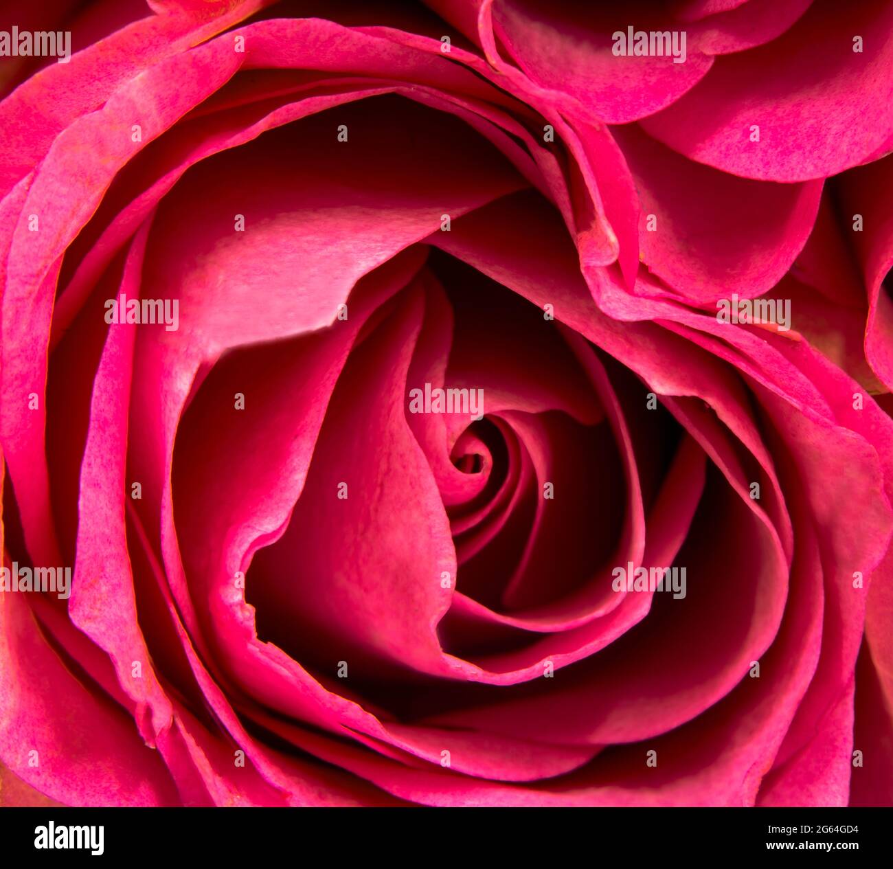 Macro Close Up Professional Flower Photography. High Resolution and ...
