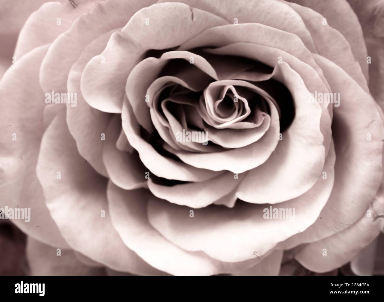 Macro Close Up Professional Flower Photography. High Resolution and ...