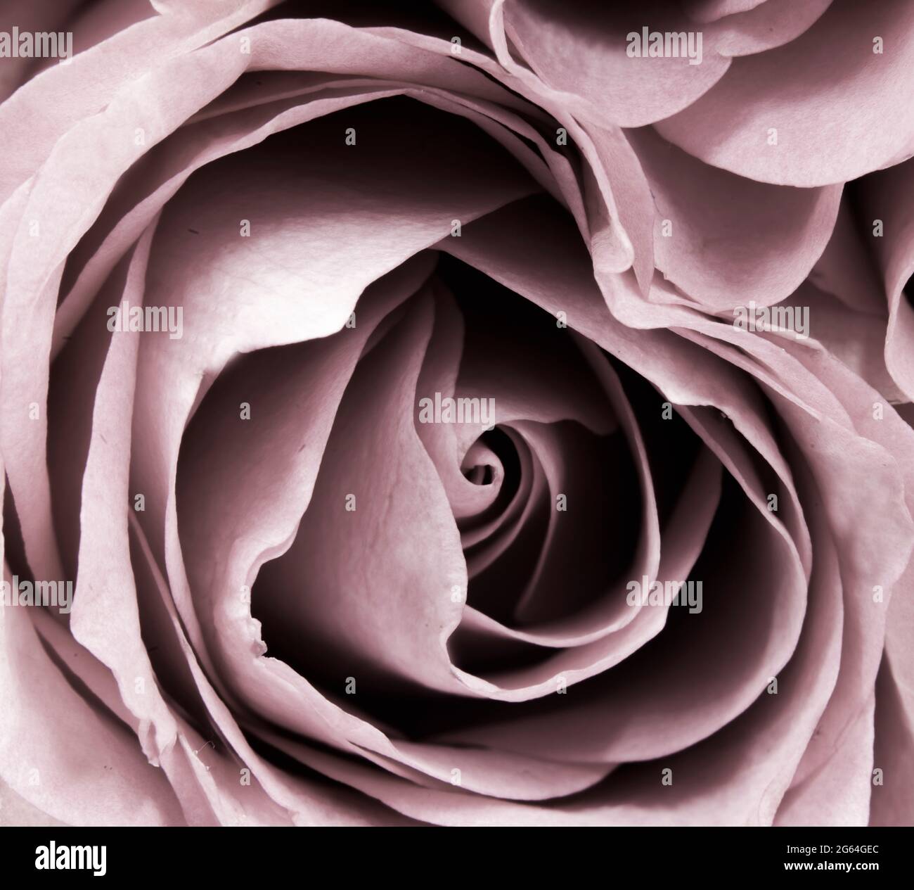Macro Close Up Professional Flower Photography. High Resolution and ...