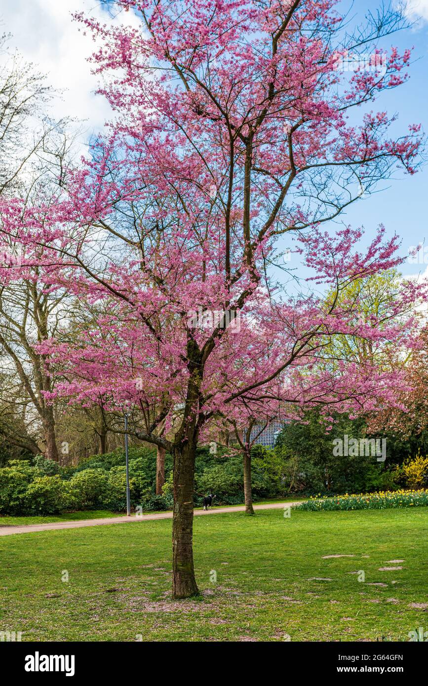 Spring natural background. Cherry Blossoms During Spring Stock Photo ...