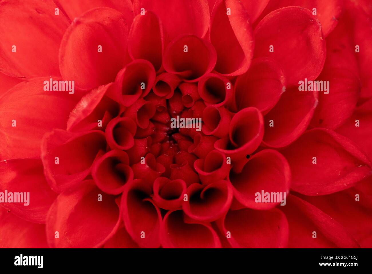 Macro Close Up Professional Flower Photography. High Resolution and ...