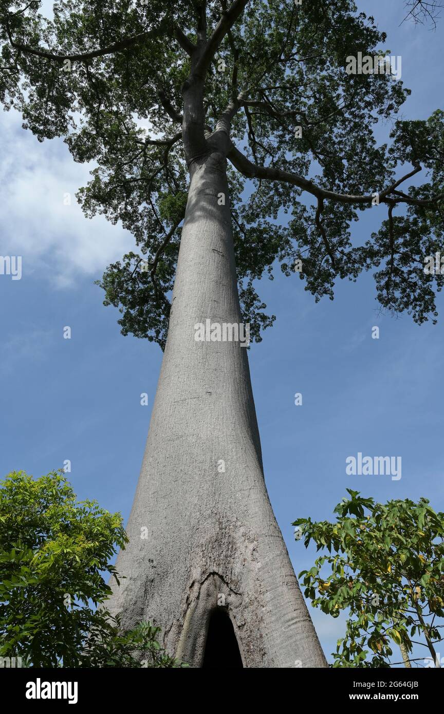IVORY COAST, Yamoussoukro, deforestation for new plantations like cocoa ...