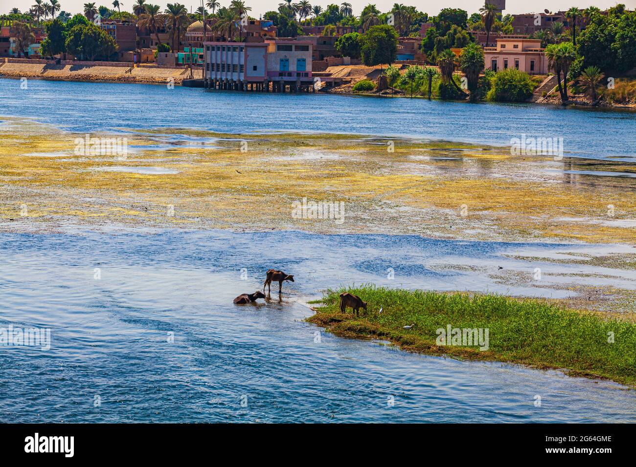 Landscape view of large river nile in Egypt Stock Photo - Alamy