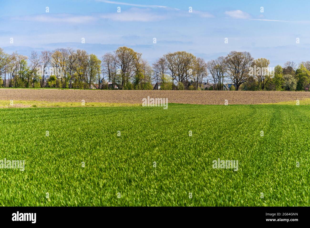 Green farmers field. Rural landscape Stock Photo - Alamy