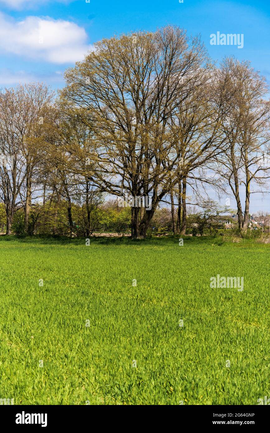 Green farmers field. Rural landscape Stock Photo - Alamy