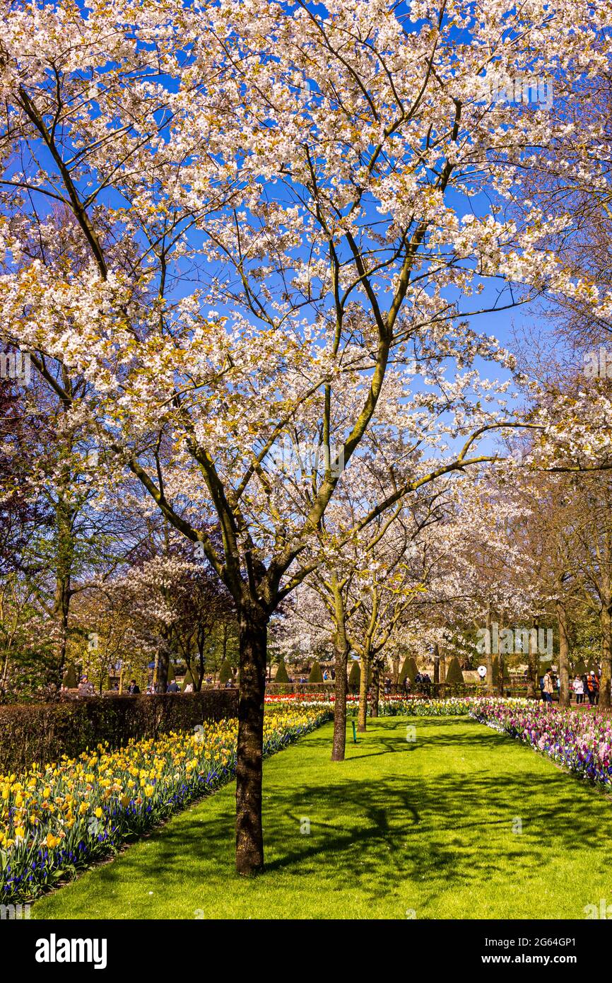 beautiful garden flowers. Spring background Stock Photo - Alamy