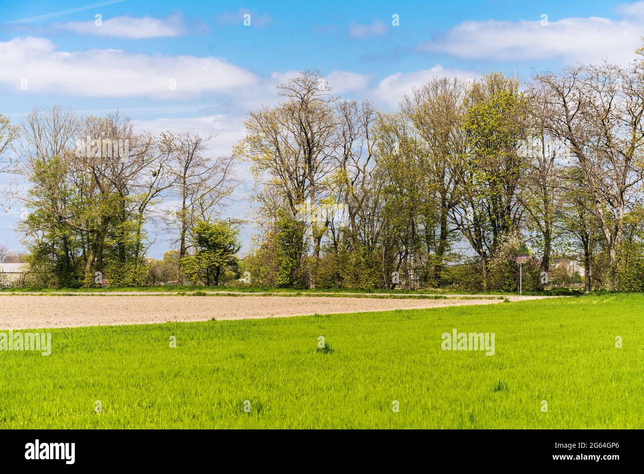 Green farmers field. Rural landscape Stock Photo - Alamy