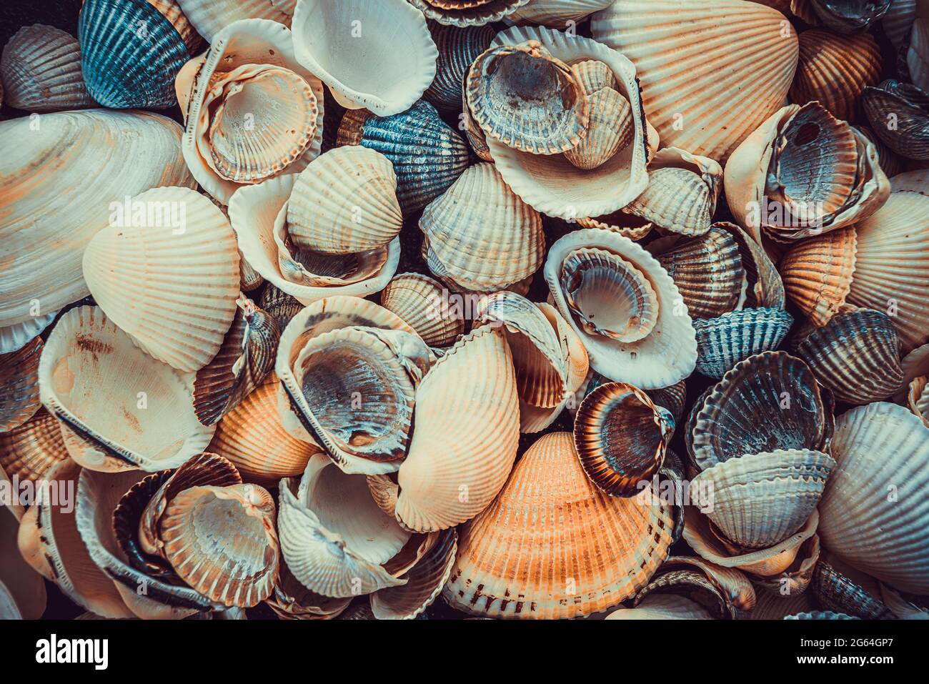 Mixed colorful sea shells as background. Sea Shell Texture Stock Photo ...