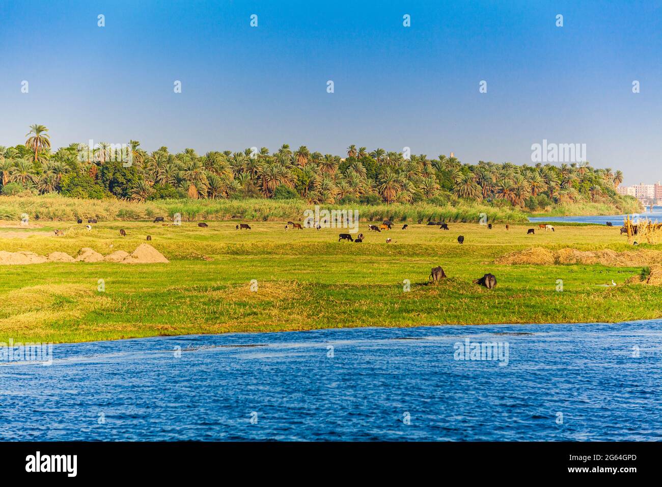 Landscape view of large river nile in Egypt Stock Photo - Alamy