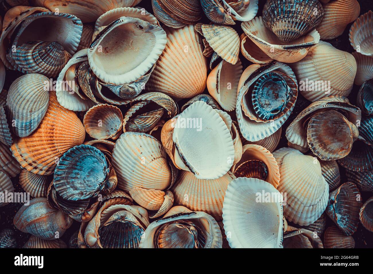 variety of sea shells from beach Stock Photo - Alamy